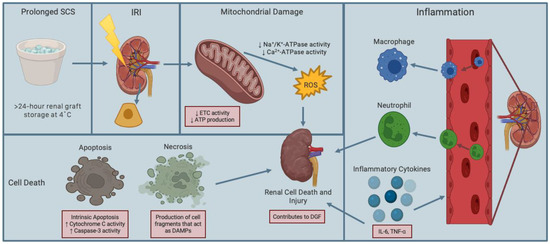 The Optimization of Renal Graft Preservation Temperature to Mitigate ...