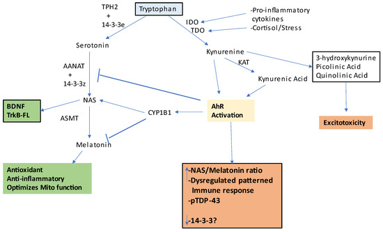 Amyotrophic Lateral Sclerosis Pathoetiology and Pathophysiology: Roles ...