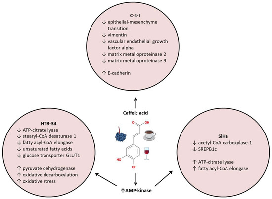 Caffeic Acid and Diseases—Mechanisms of Action