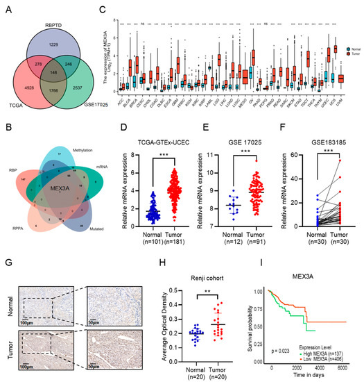 RNA-Binding Protein MEX3A Interacting with DVL3 Stabilizes Wnt/β ...