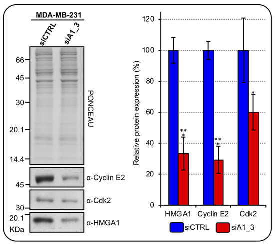 HMGA1 Regulates the Expression of Replication-Dependent Histone Genes ...