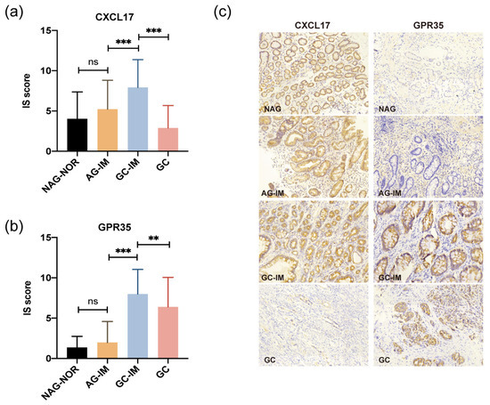 Involvement of CXCL17 and GPR35 in Gastric Cancer Initiation and ...