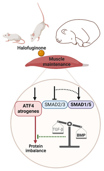 Induction of ATF4-Regulated Atrogenes Is Uncoupled from Muscle Atrophy ...