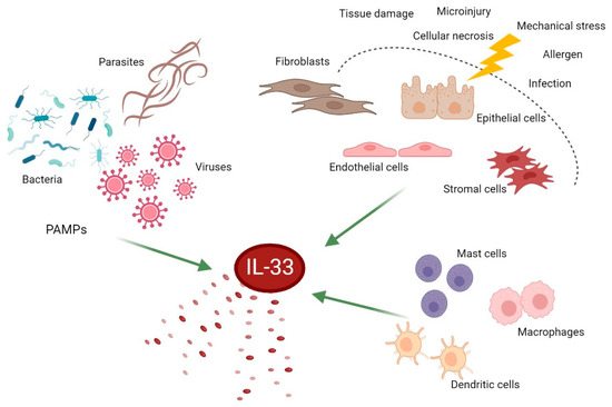 Molecular Mechanisms Underlying IL-33-Mediated Inflammation in ...
