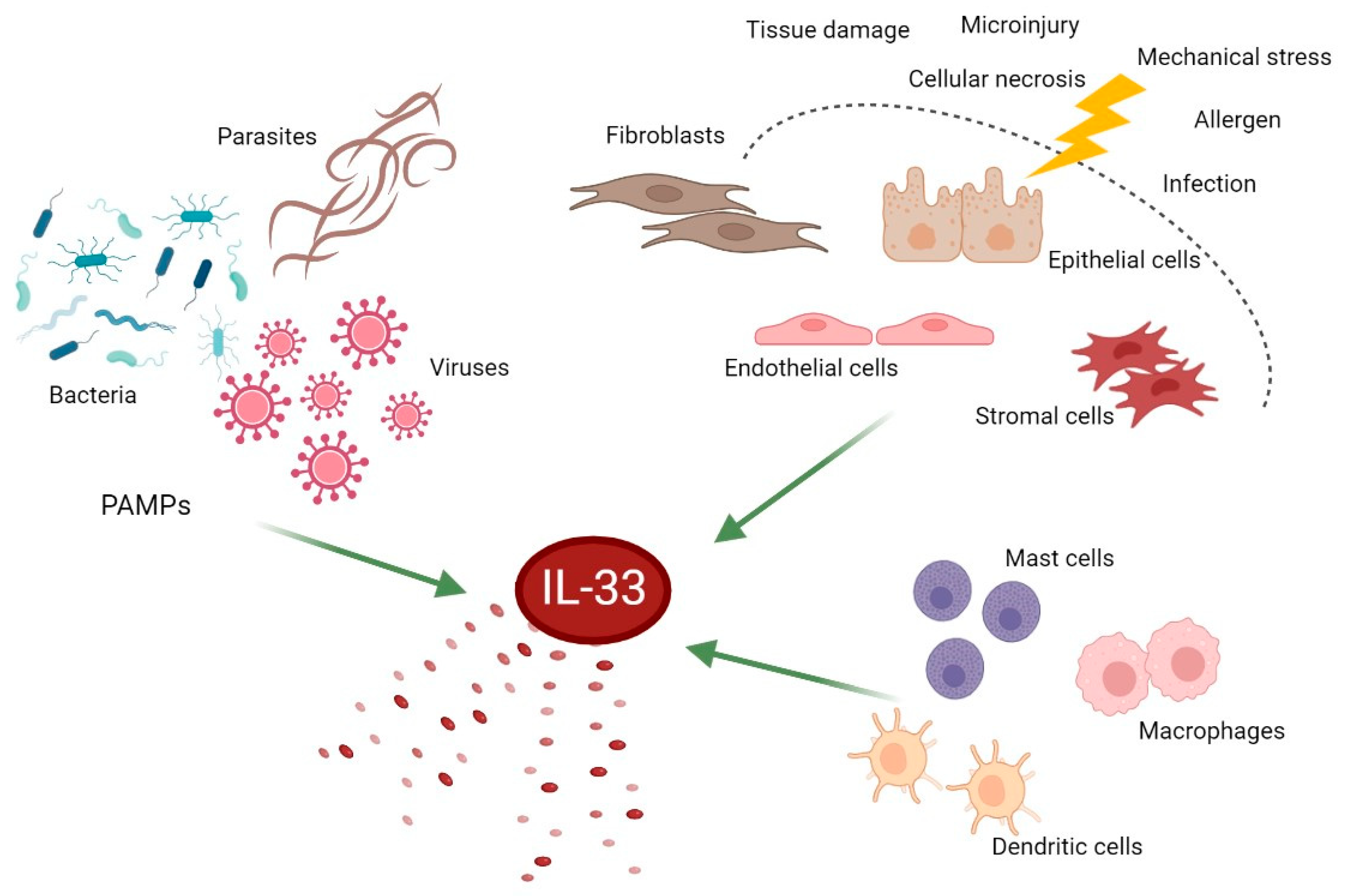 Molecular Mechanisms Underlying IL-33-Mediated Inflammation in Inflammatory Bowel Disease