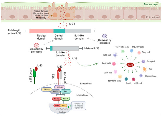 Molecular Mechanisms Underlying IL-33-Mediated Inflammation in ...