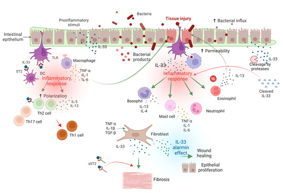 Molecular Mechanisms Underlying IL-33-Mediated Inflammation in Inflammatory Bowel Disease