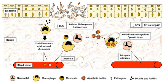 Acute Inflammation in Tissue Healing