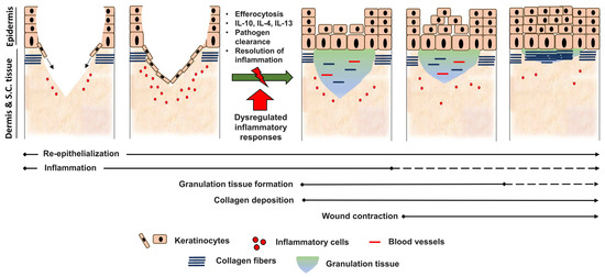 Acute Inflammation in Tissue Healing