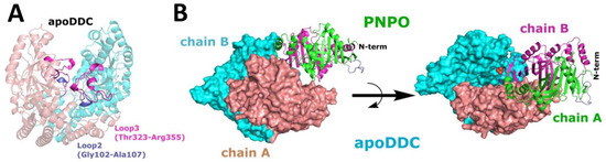 Elucidating the Interaction between Pyridoxine 5′-Phosphate Oxidase and ...