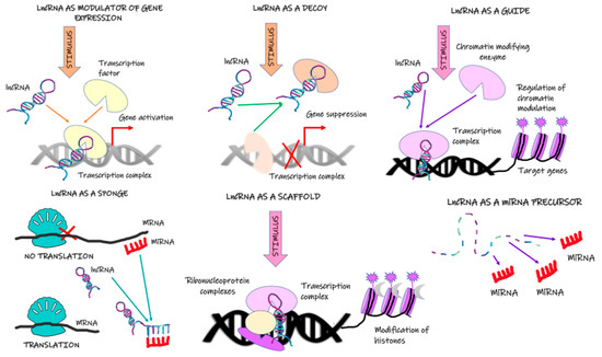 The Role of Long Noncoding RNA (lncRNAs) Biomarkers in Renal Cell Carcinoma