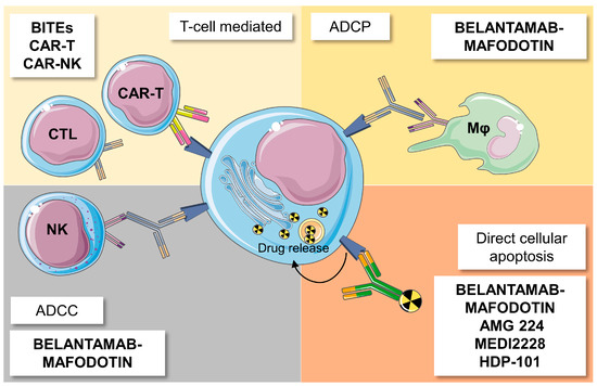 IJMS | Free Full-Text | Innovative Anti-CD38 and Anti-BCMA Targeted Therapies in Multiple ...