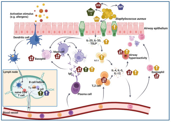The Role of Staphylococcus aureus and Its Toxins in the Pathogenesis of ...