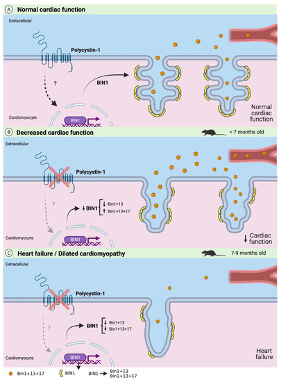 Polycystin-1 Is a Crucial Regulator of BIN1 Expression and T-Tubule ...
