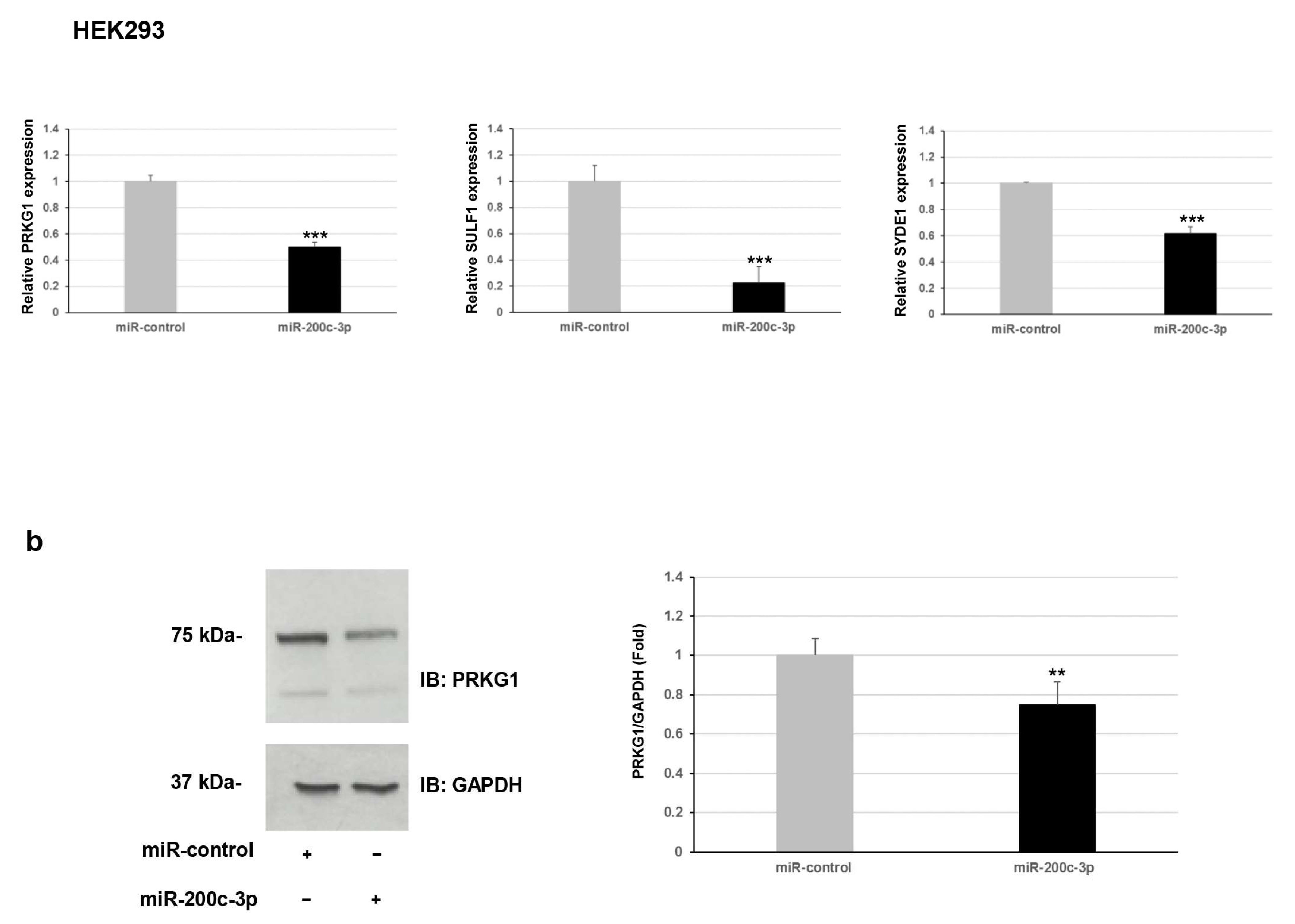 Downexpression of miR-200c-3p Contributes to Achalasia Disease by ...