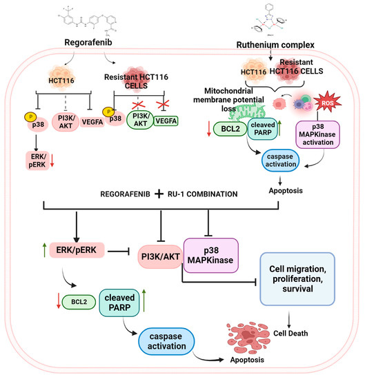 Regorafenib and Ruthenium Complex Combination Inhibit Cancer Cell Growth by Targeting PI3K/AKT ...