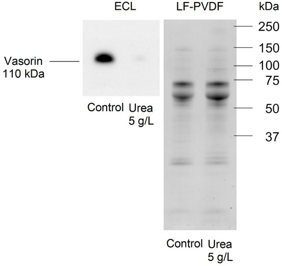 Effects of Physiological and Pathological Urea Concentrations on Human ...