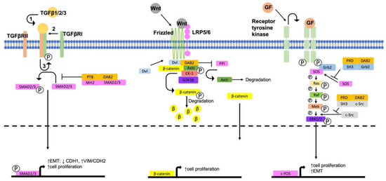 Disabled-2 (DAB2): A Key Regulator of Anti- and Pro-Tumorigenic Pathways