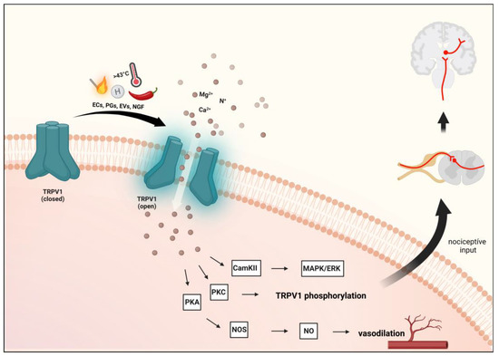 TRP Channels: Recent Development in Translational Research and ...