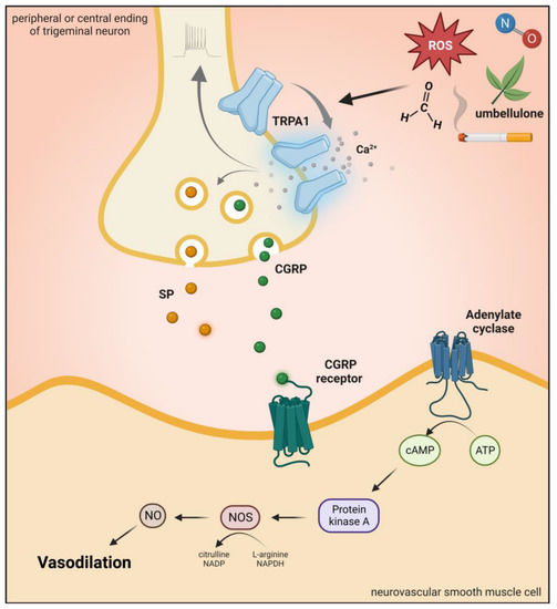 TRP Channels: Recent Development in Translational Research and ...
