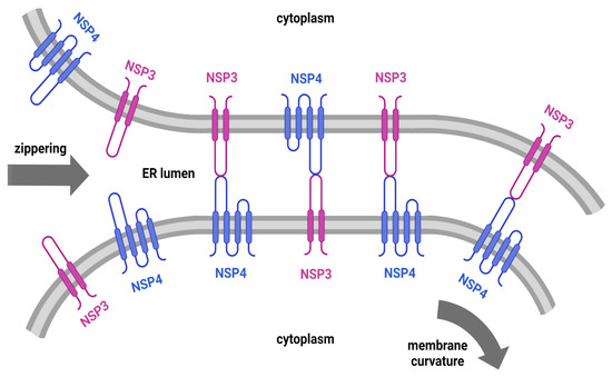 Modelling the Transitioning of SARS-CoV-2 nsp3 and nsp4 Lumenal Regions ...