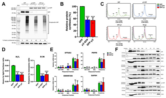Reovirus μ2 Protein Impairs Translation to Reduce U5 snRNP Protein Levels