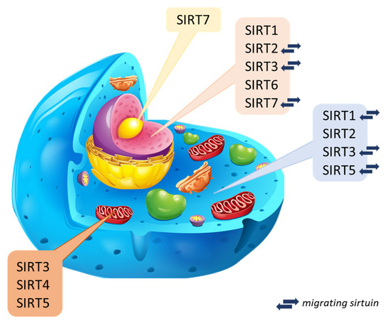 Why Is Longevity Still a Scientific Mystery? Sirtuins—Past, Present and ...