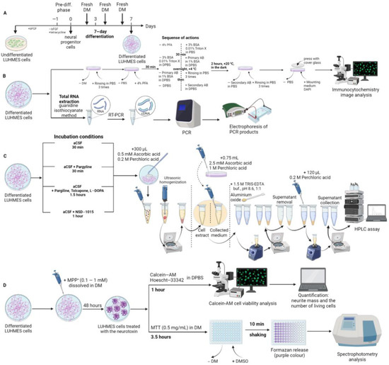 IJMS | Free Full-Text | LUHMES Cells: Phenotype Refinement and ...