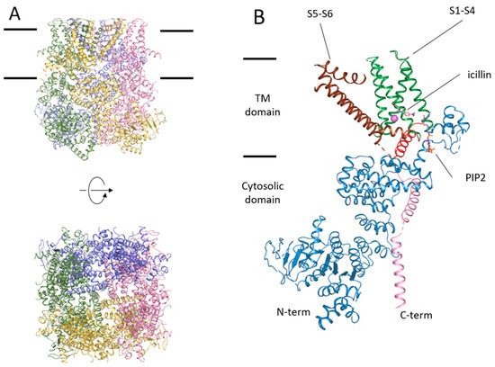Progress in the Structural Basis of thermoTRP Channel Polymodal Gating
