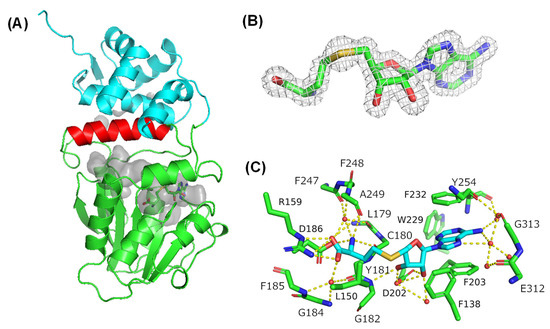 Anammox Bacterial S-Adenosyl-l-Methionine Dependent Methyltransferase ...