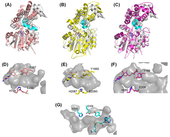 Anammox Bacterial S-Adenosyl-l-Methionine Dependent Methyltransferase ...