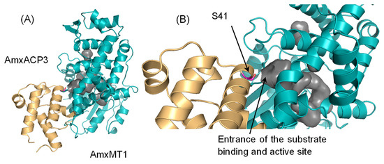 Anammox Bacterial S-Adenosyl-l-Methionine Dependent Methyltransferase ...
