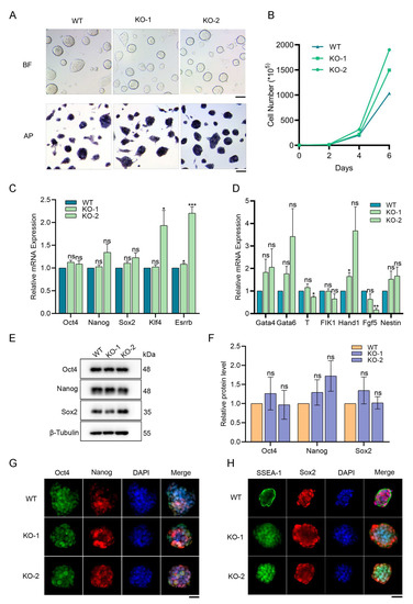 Snap29 Is Dispensable for Self-Renewal Maintenance but Required for ...