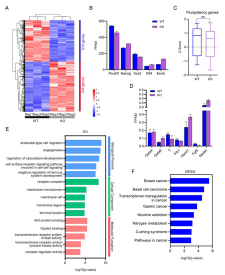 Snap29 Is Dispensable for Self-Renewal Maintenance but Required for ...