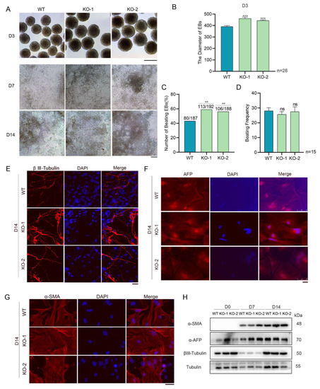 Snap29 Is Dispensable for Self-Renewal Maintenance but Required for ...