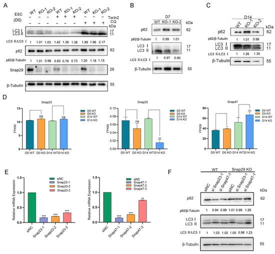 Snap29 Is Dispensable for Self-Renewal Maintenance but Required for ...