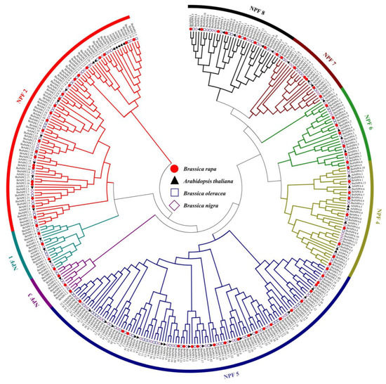 Identification of NPF Family Genes in Brassica rapa Reveal Their ...