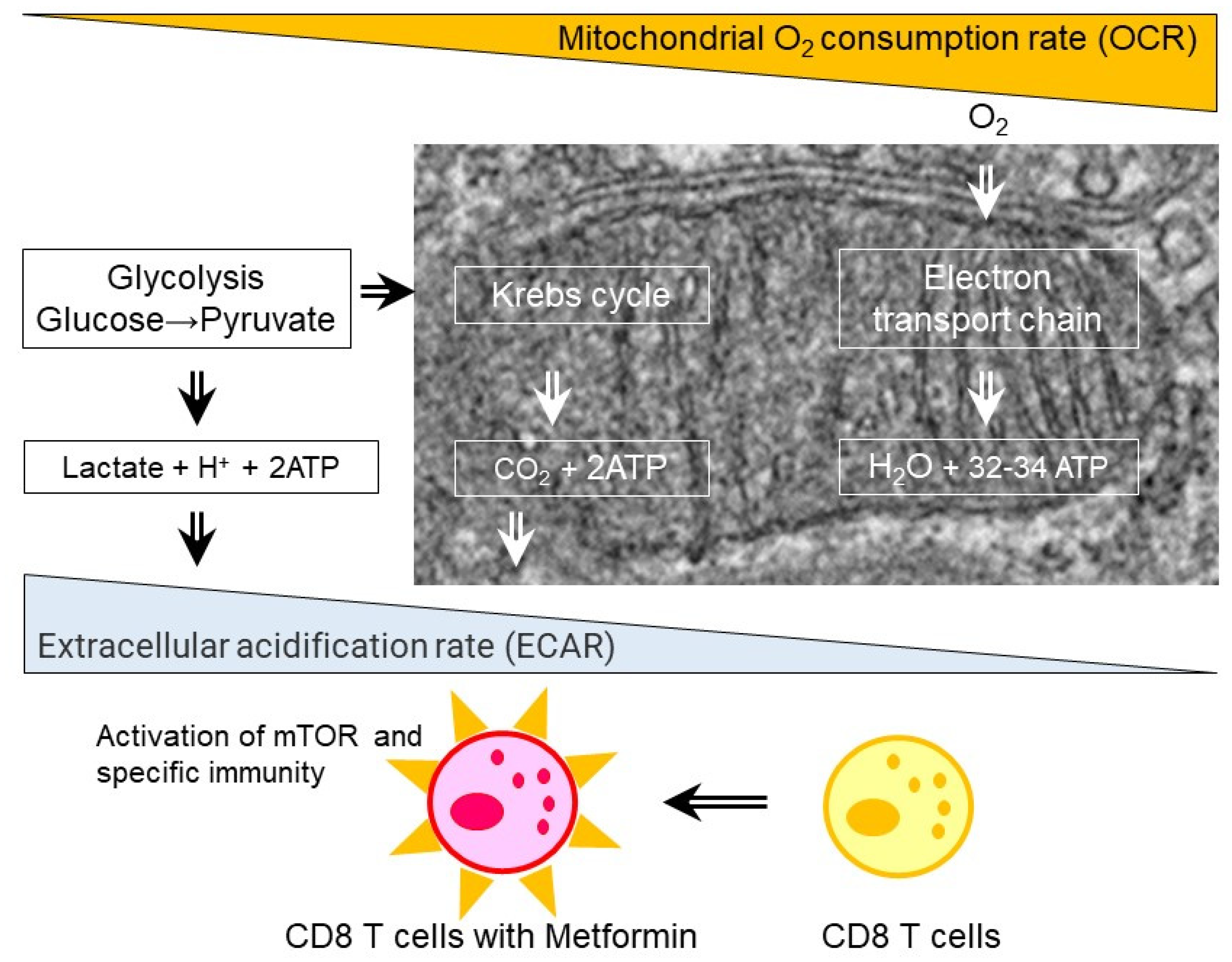 Metformin and Its Immune-Mediated Effects in Various Diseases