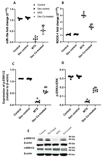Dexmedetomidine Attenuates Methotrexate-Induced Neurotoxicity and ...