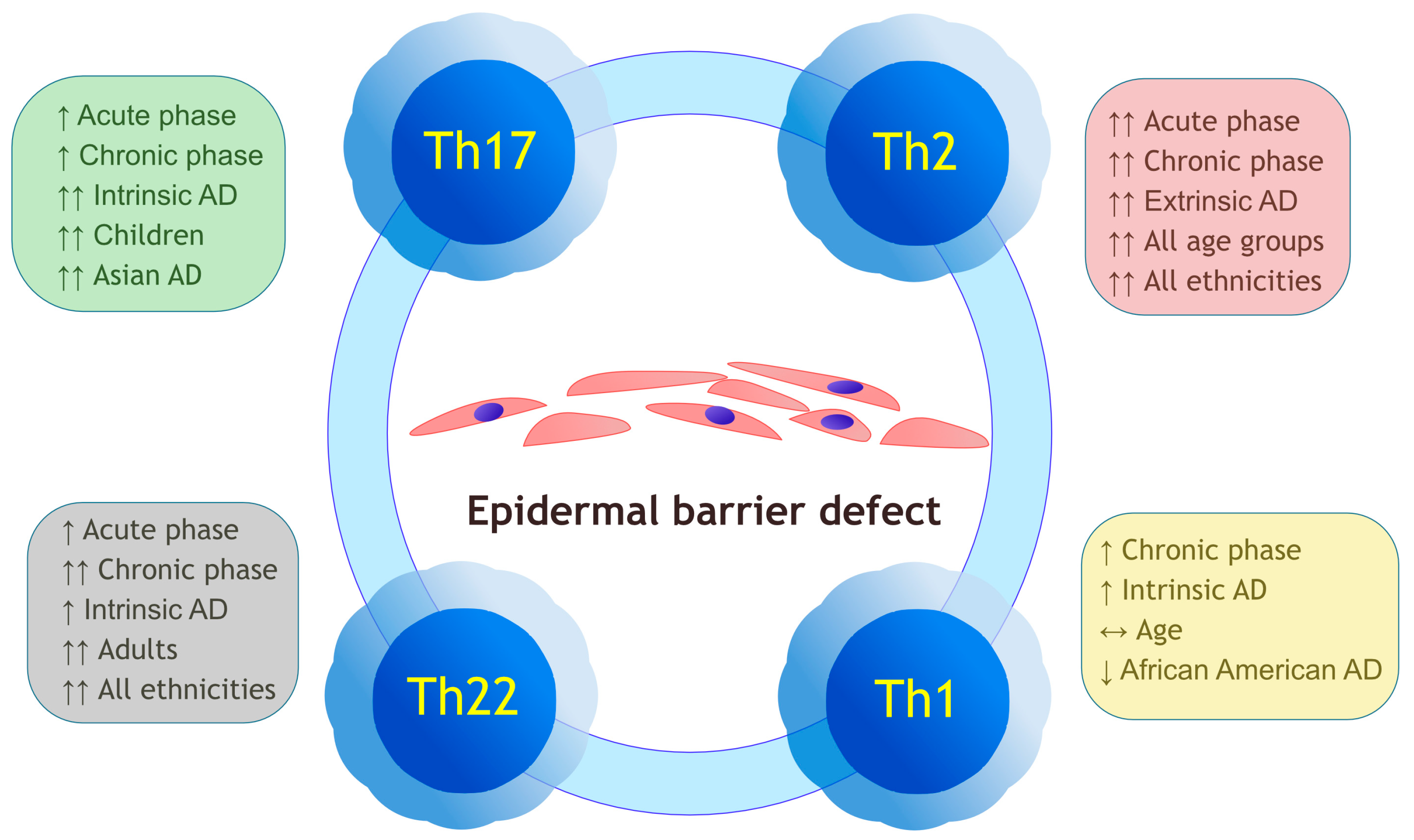 Immunopathogenesis Of Atopic Dermatitis Focus On Interleukins As