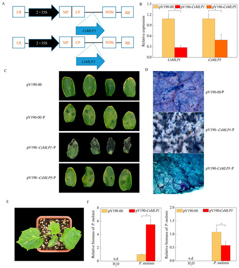Comprehensive Analysis of Major Latex-Like Protein Family Genes in ...