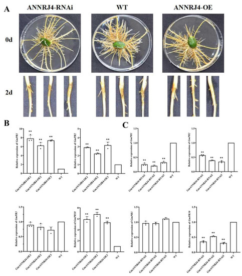 GmWAK1, Novel Wall-Associated Protein Kinase, Positively Regulates ...