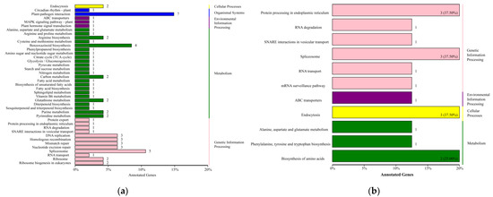 Transcriptome Analysis of the Effects of Grafting Interstocks on Apple ...