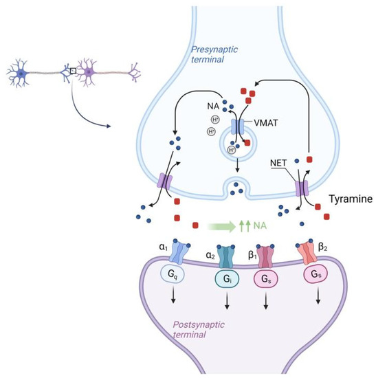 Molecular Mechanisms of Scombroid Food Poisoning