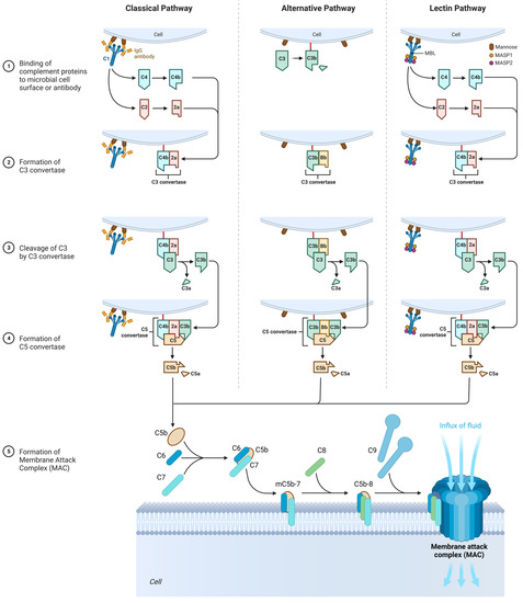 IJMS | Free Full-Text | Molecular Mechanisms of Scombroid Food Poisoning