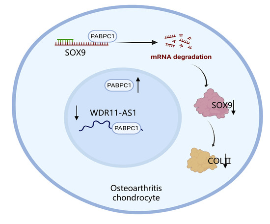 LncRNA WDR11-AS1 Promotes Extracellular Matrix Synthesis in ...