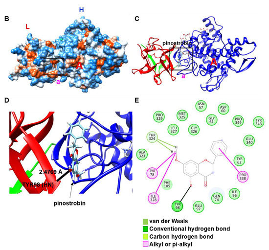 Pinostrobin Suppresses the α-Melanocyte-Stimulating Hormone-Induced ...