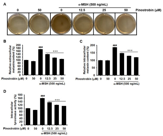 Pinostrobin Suppresses the α-Melanocyte-Stimulating Hormone-Induced ...