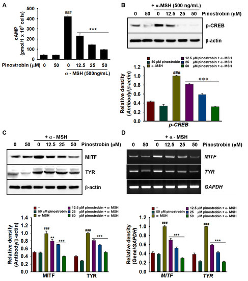 Pinostrobin Suppresses the α-Melanocyte-Stimulating Hormone-Induced ...