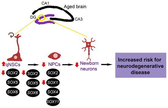 The Role of SOX Transcription Factors in Ageing and Age-Related Diseases